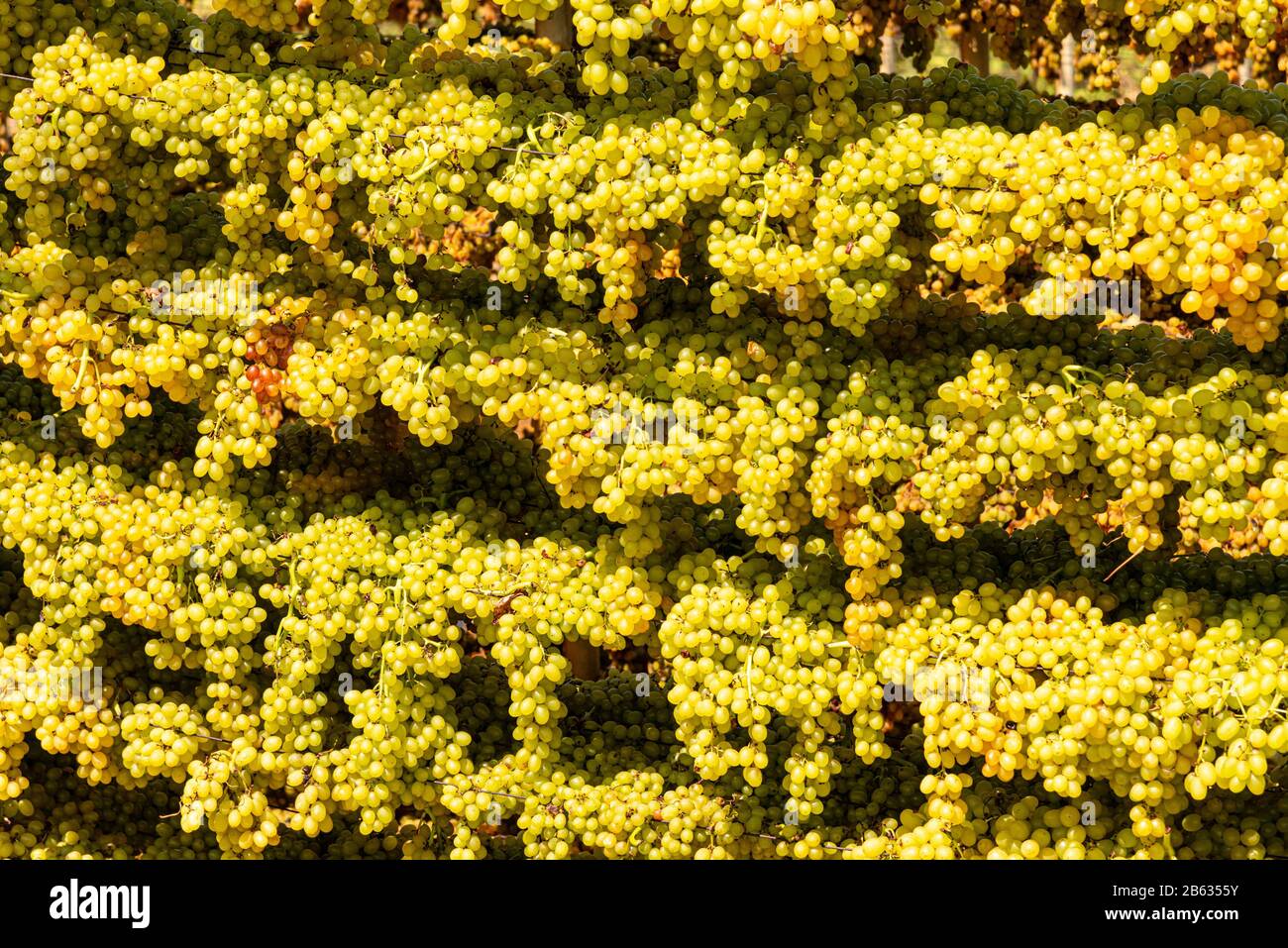 Unique view of sun raisings grapes drying hanging on special drying ...