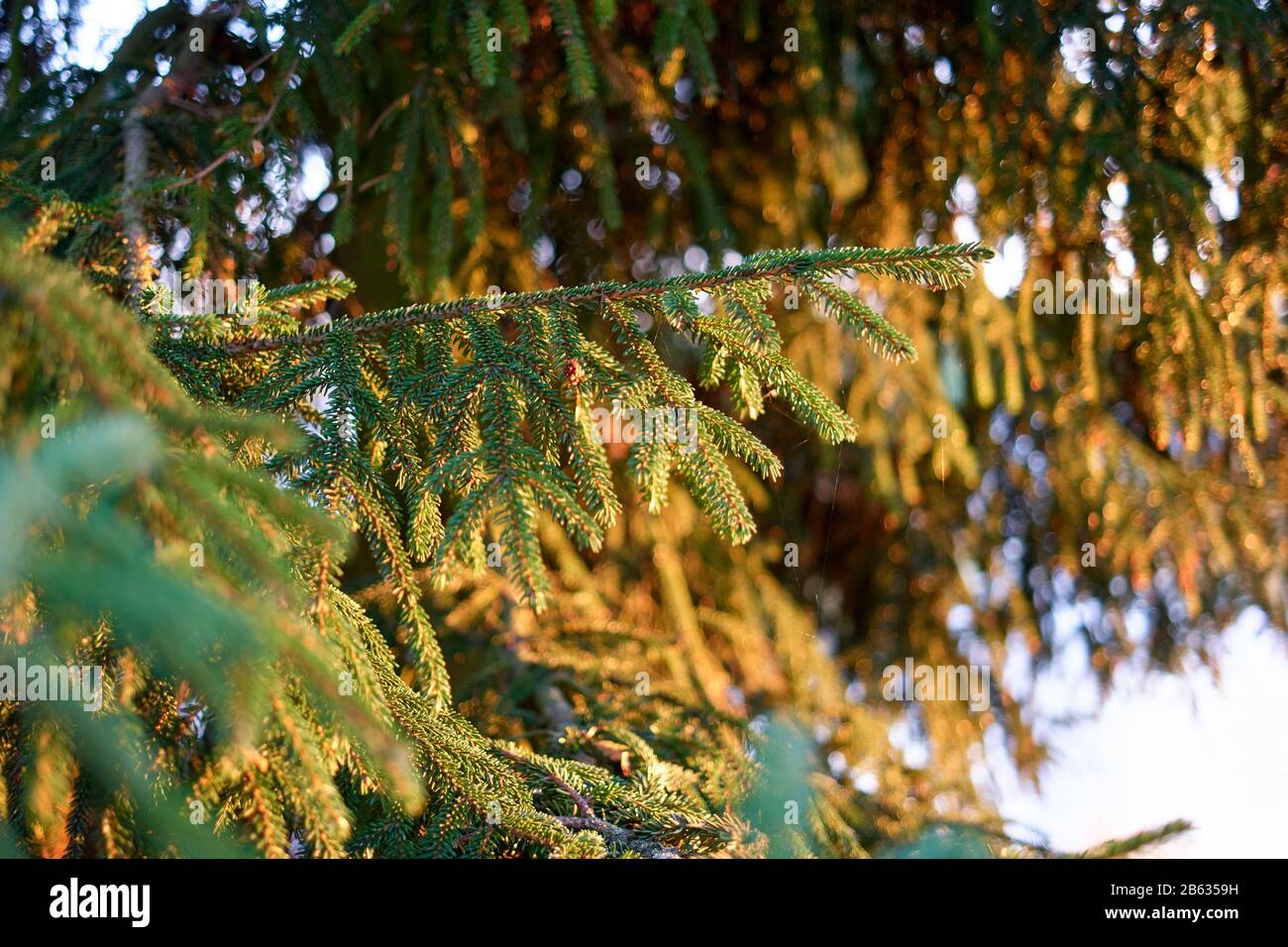 Pine tree foliage sharp needles hi-res stock photography and images - Alamy