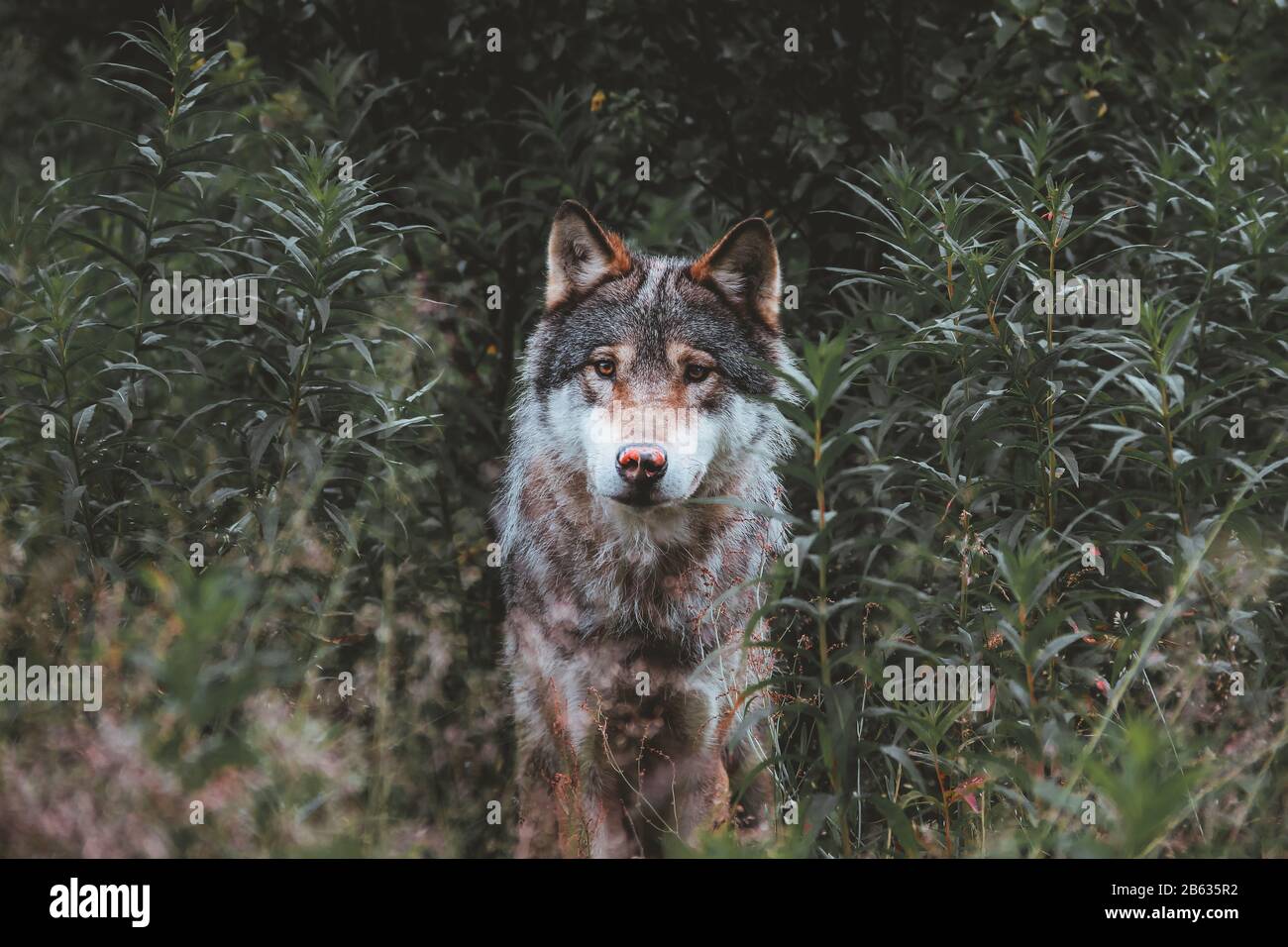 Wolf nose hi-res stock photography and images - Alamy