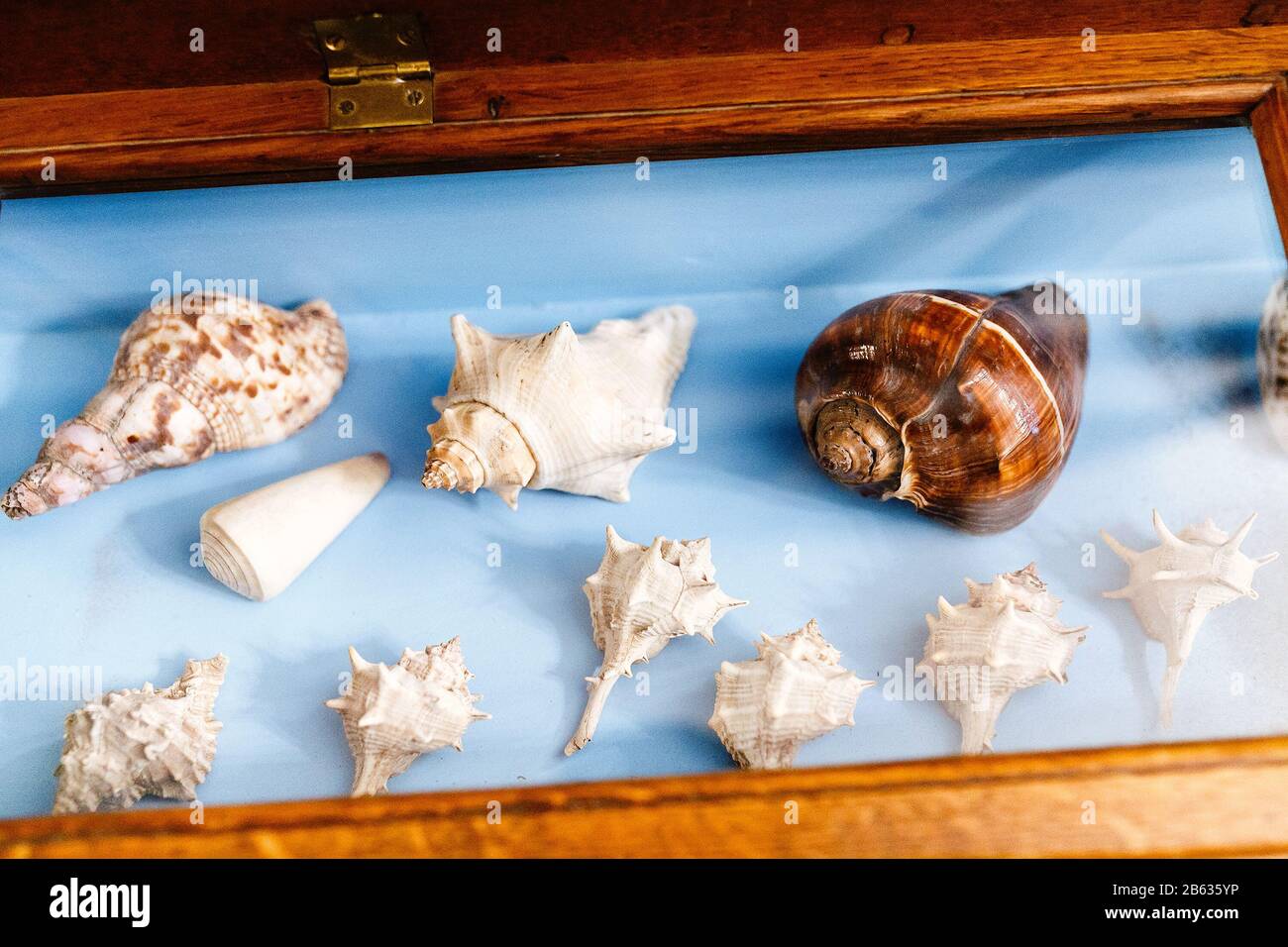 Showcase with different exhibits of sea shells and corals Stock Photo ...