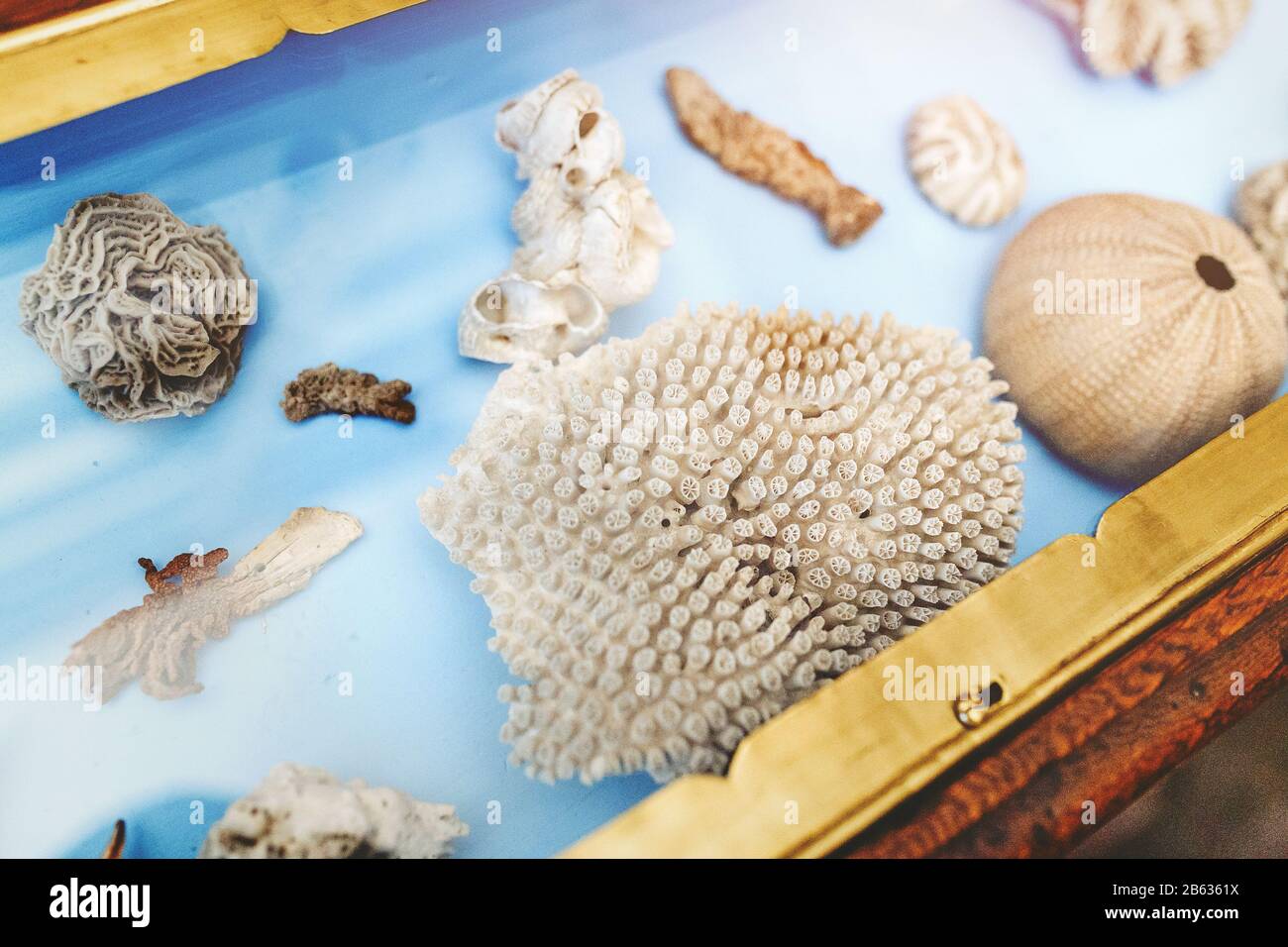 Showcase with different exhibits of sea shells and corals Stock Photo ...