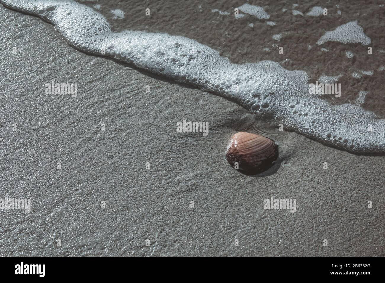 Seashell on a sandy beach with wave Stock Photo - Alamy
