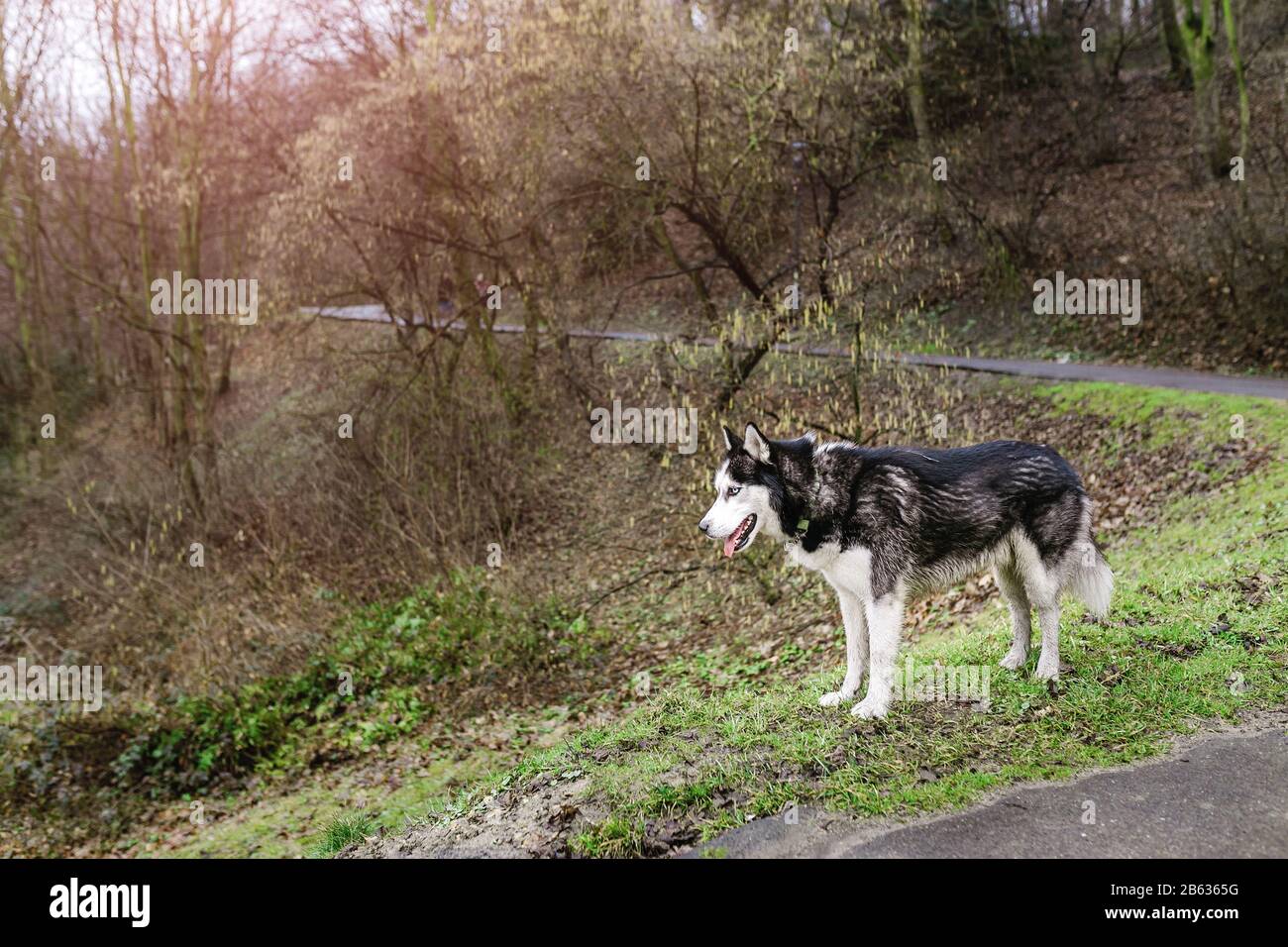 Siberian husky dog in spring city park Stock Photo - Alamy