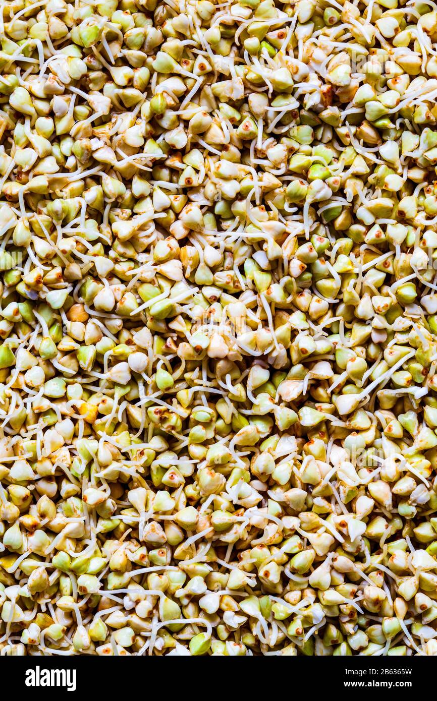 Buckwheat seedling hi-res stock photography and images - Alamy