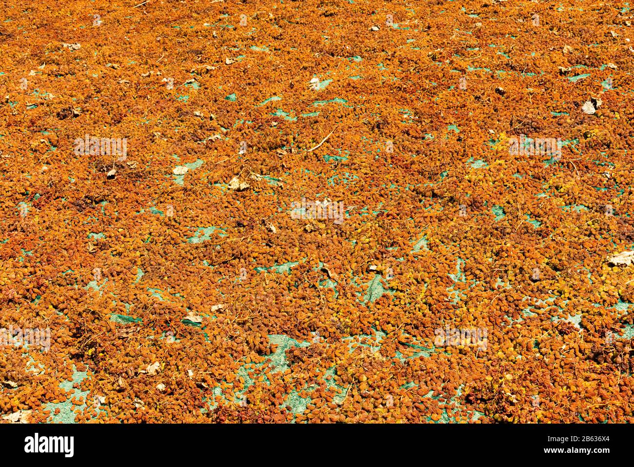 Caustic vine hi-res stock photography and images - Alamy