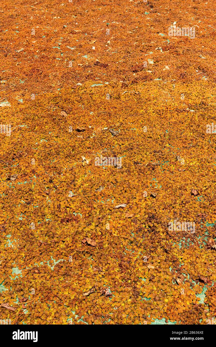 Grapes on the ground hi-res stock photography and images - Alamy