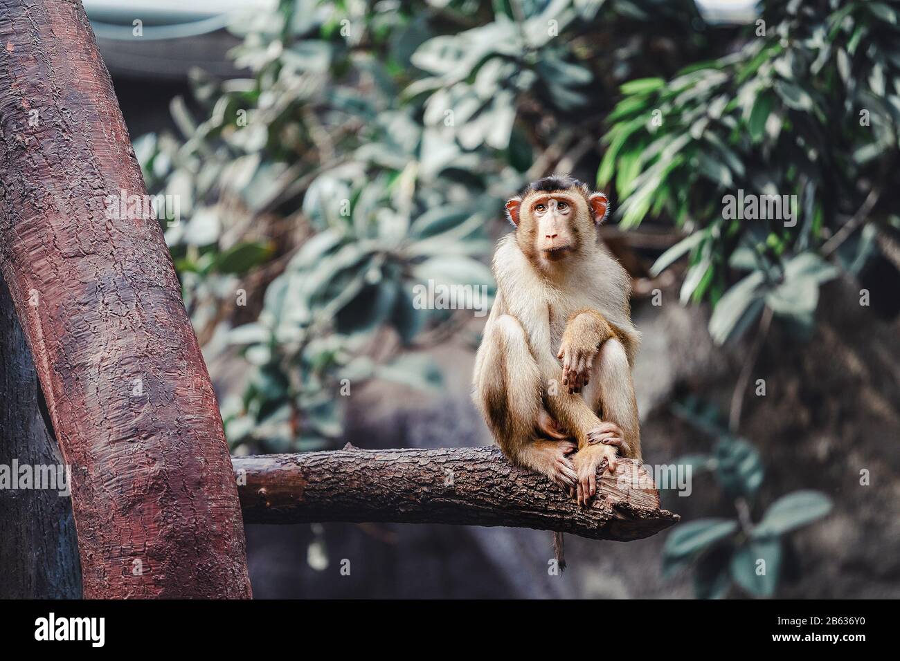 One sad and thoughtful Monkey sitting on the tree in a zoo Stock Photo ...