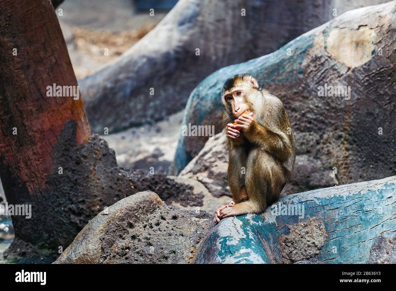 Macaque Monkey eating some vegetables in the zoo Stock Photo - Alamy