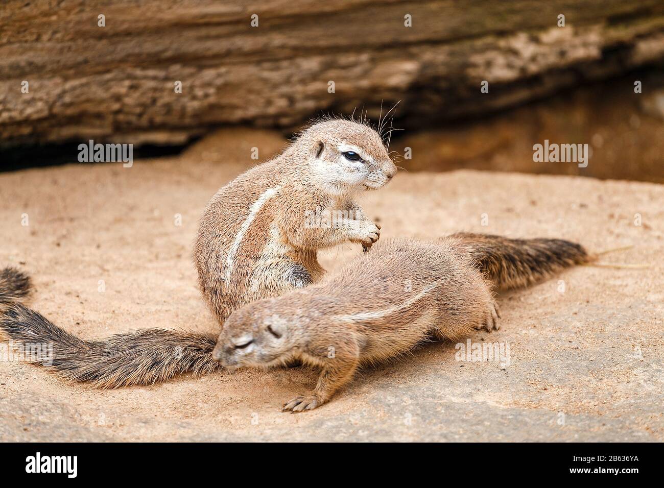 Two Cape Ground Squirrel, Xerus inauris eating and communicating to ...
