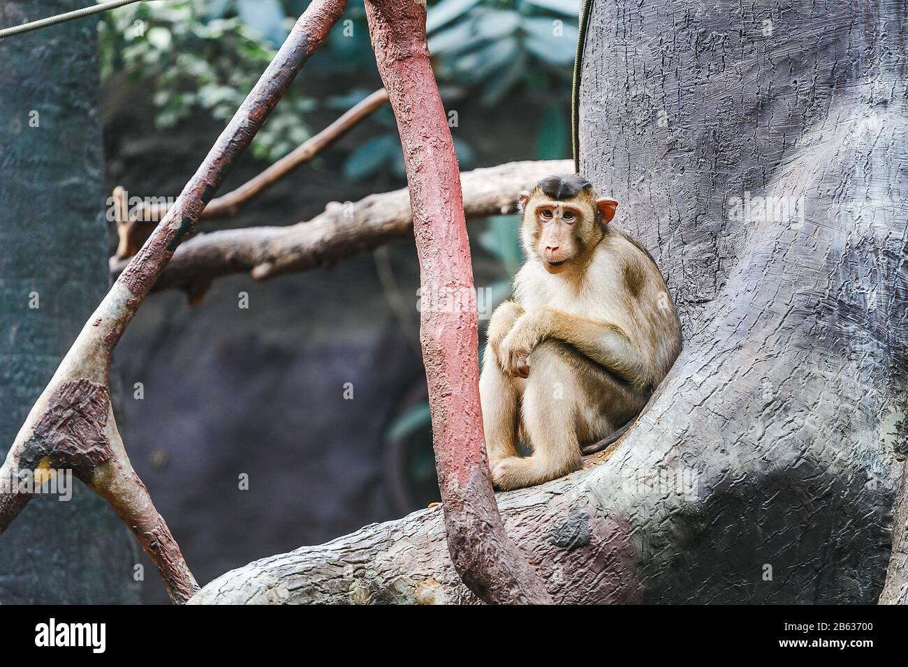 One sad and thoughtful Monkey sitting on the tree in a zoo Stock Photo ...
