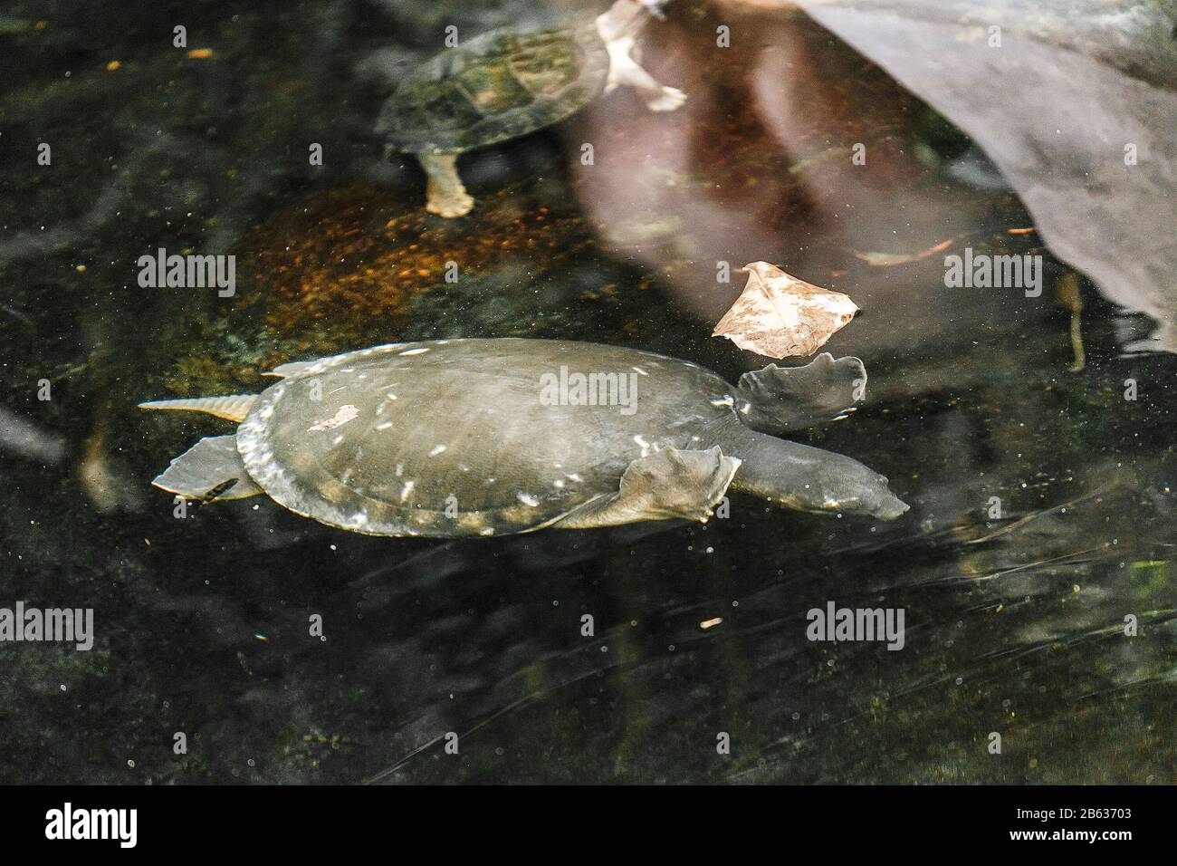 Pond Turtle swimming in the river in natural conditions Stock Photo - Alamy