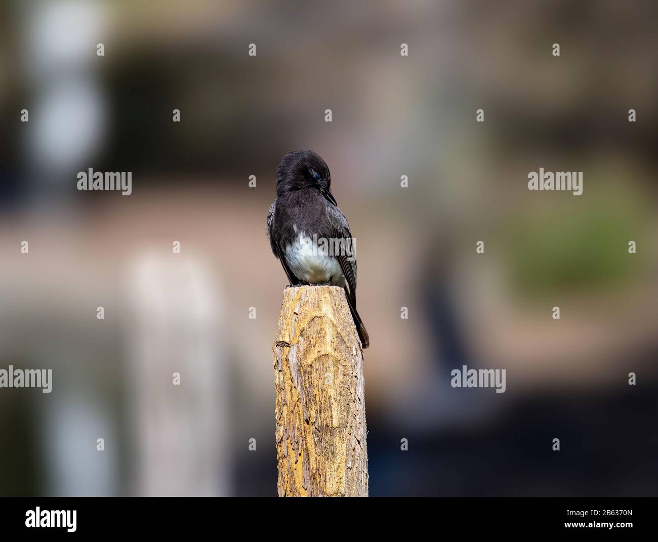 Black phoebe (Sayornis nigricans) in Sepulveda Basin Wildlife Reserve ...