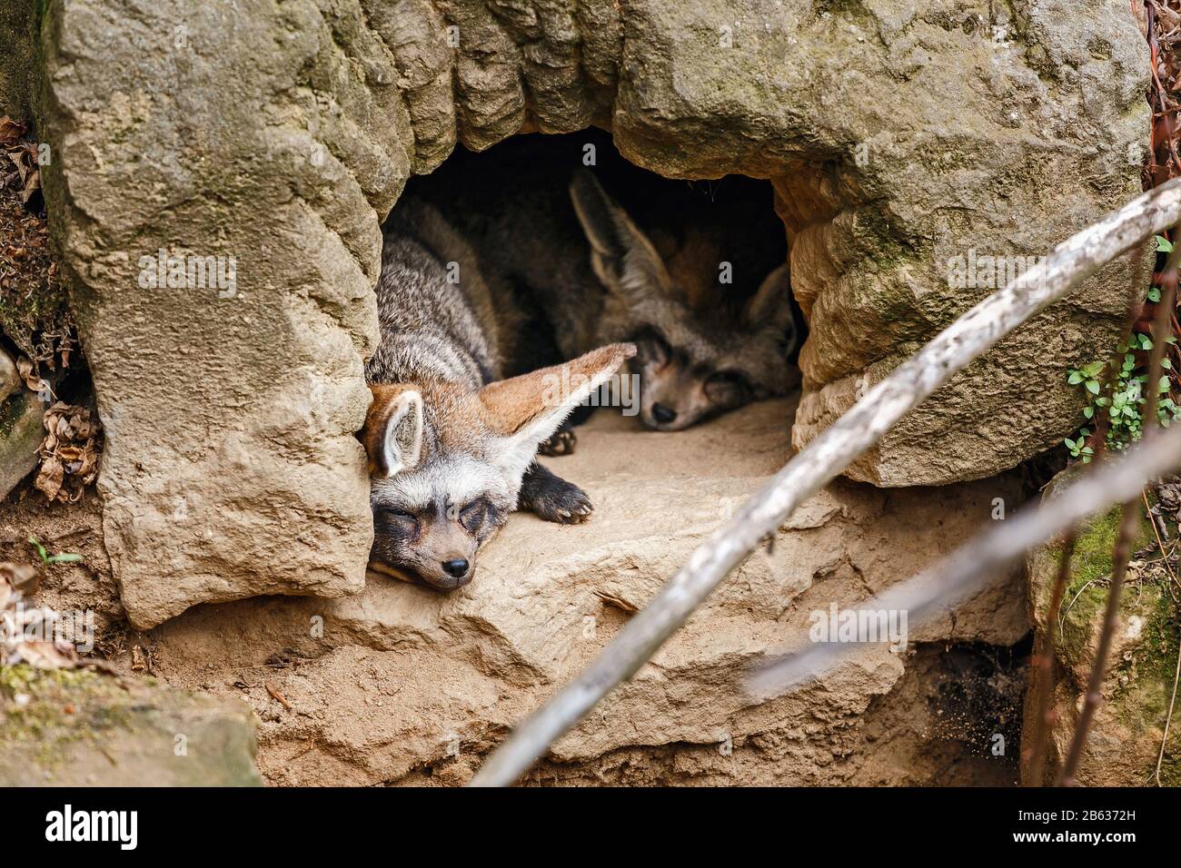 Fox sleeping burrow hi-res stock photography and images - Alamy