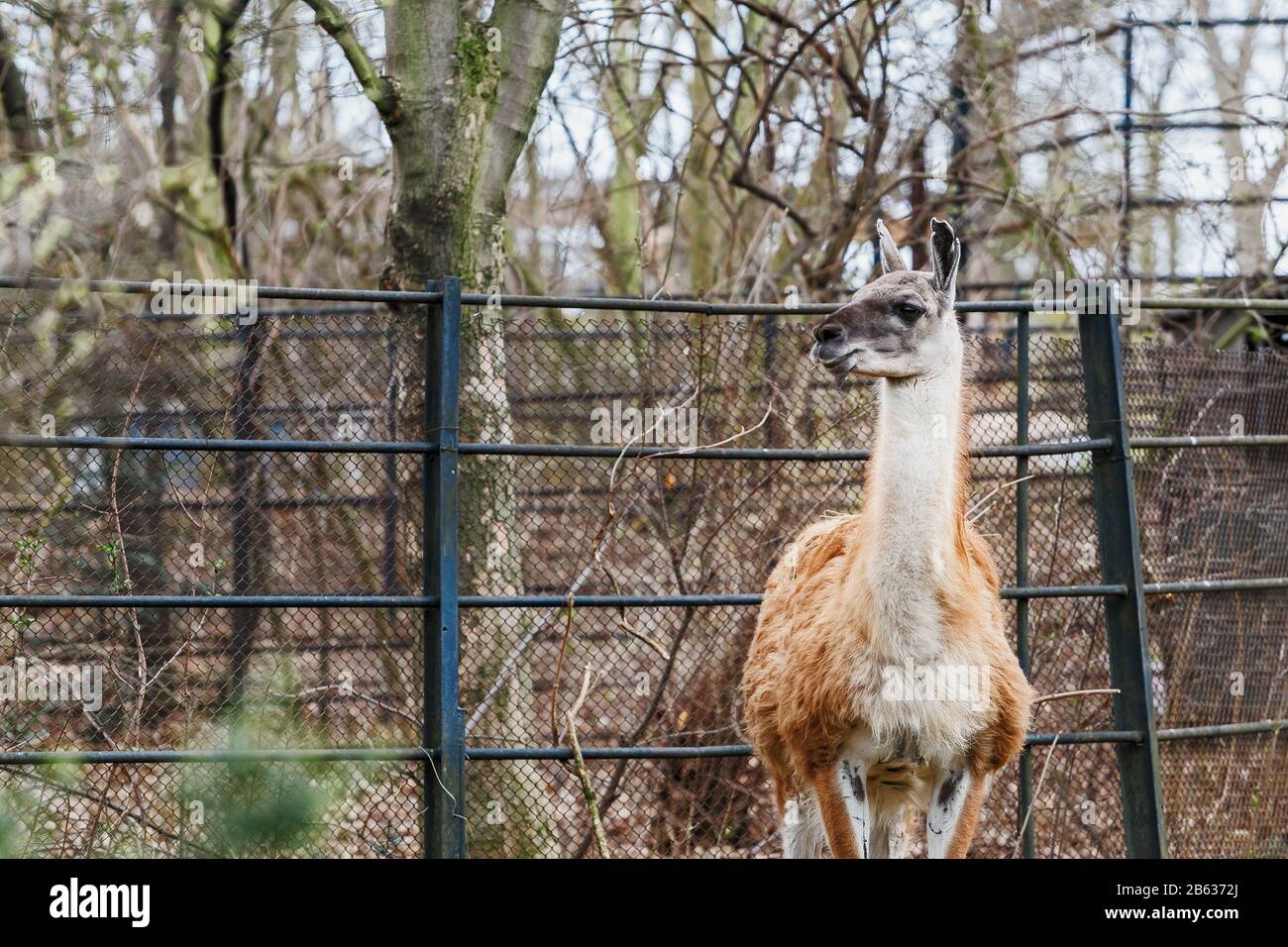 Young guanaco in a zoo Stock Photo - Alamy