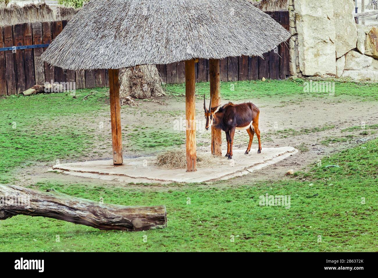 Sable antelope eating grass In a spacious aviary in the zoo Stock Photo ...