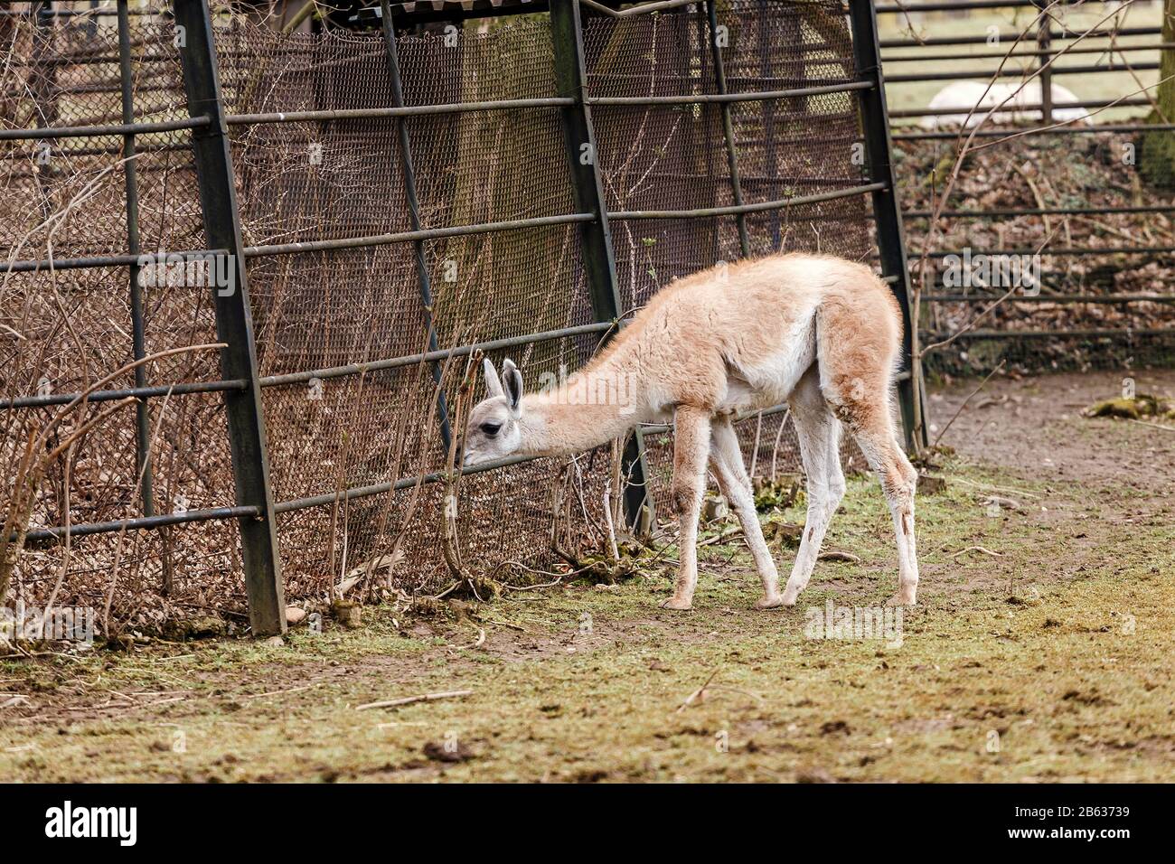 Young guanaco in a zoo Stock Photo - Alamy