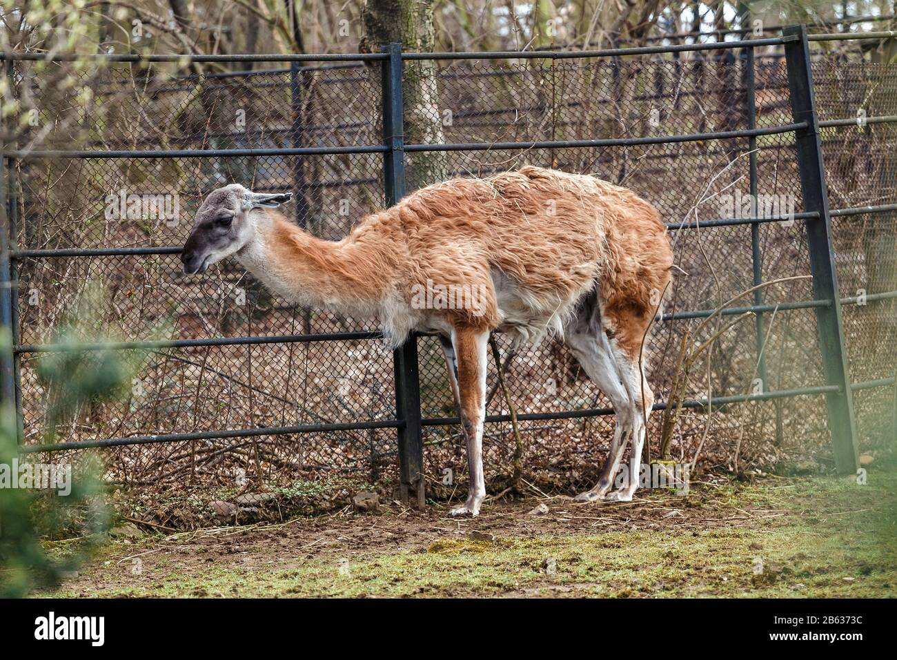 Young guanaco in a zoo Stock Photo - Alamy