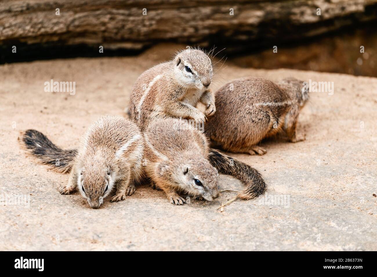 Group of cape ground squirrel Xerus inauris near the hole, Concept of ...