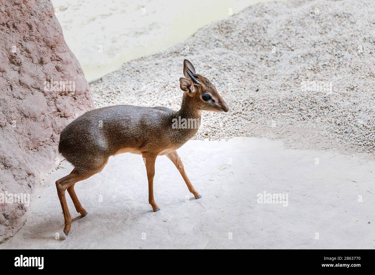 Dwarf deer in the Zoo Stock Photo - Alamy