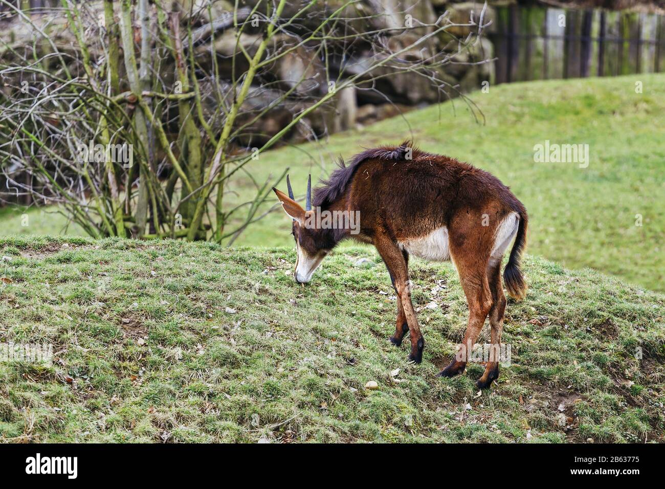 Sable antelope eating grass In a spacious aviary in the zoo Stock Photo ...