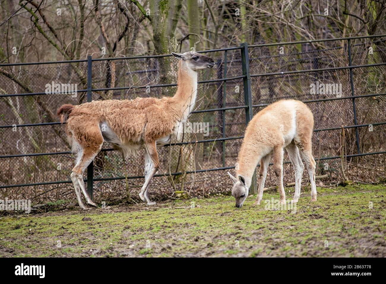 Young guanaco hi-res stock photography and images - Alamy