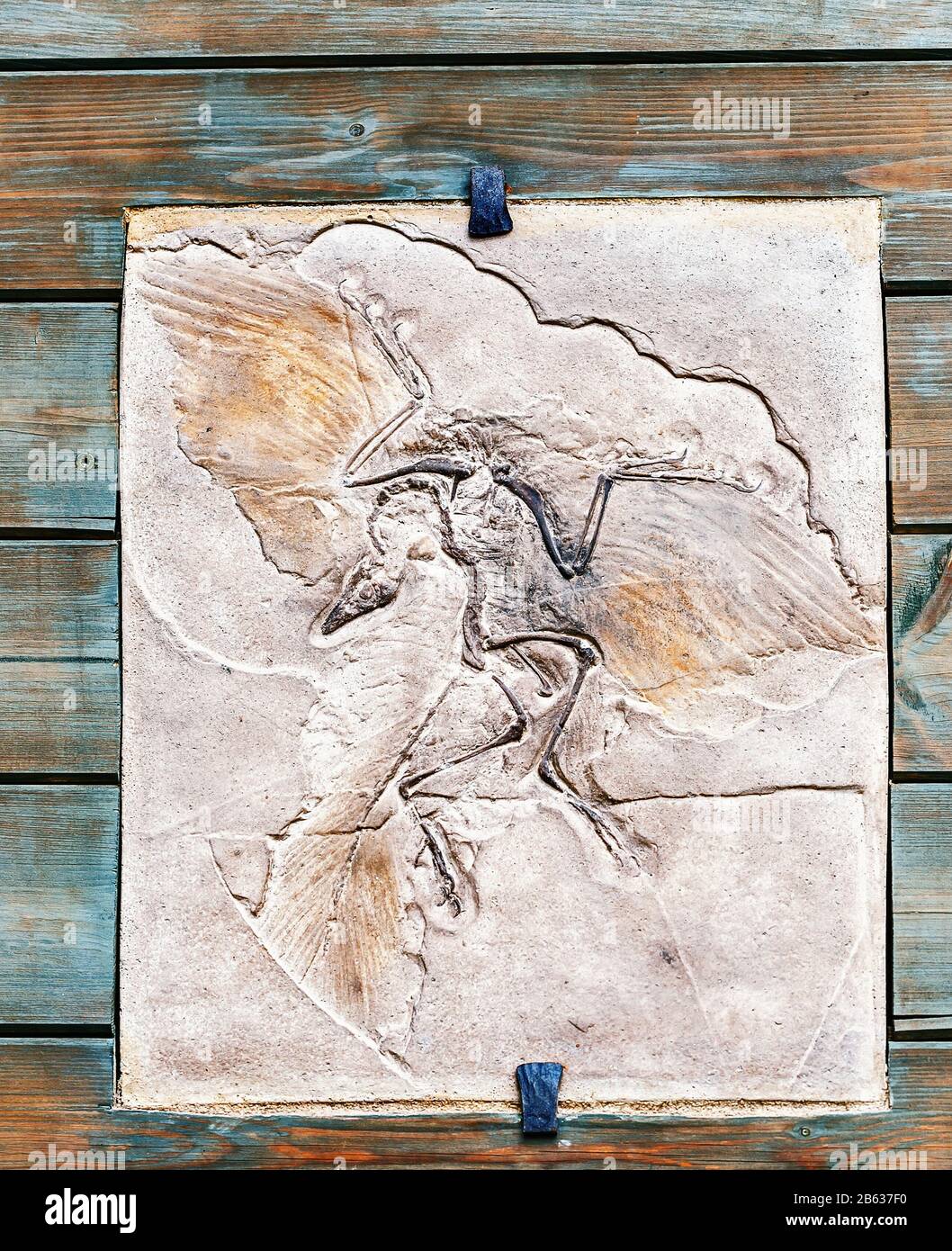 Dinosaur fossil archaeopteryx skeleton hi-res stock photography and ...