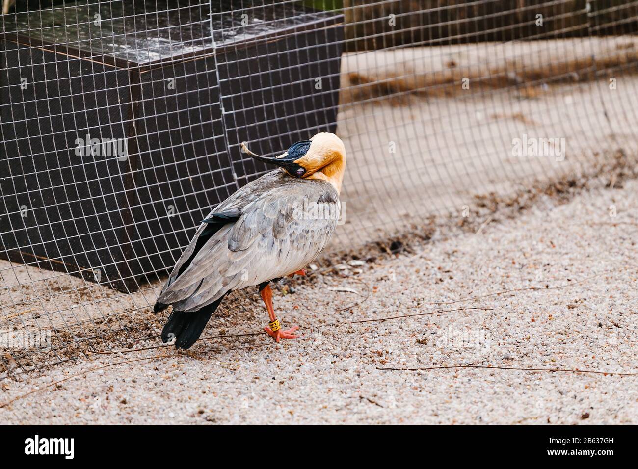 Black faced Ibise in Prague Zoo Stock Photo - Alamy