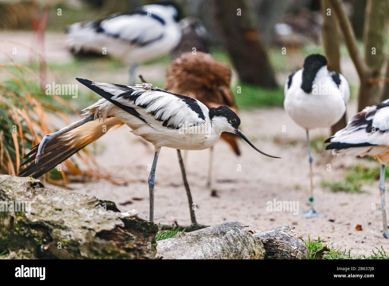 Pied avocet Recurvirostra Avosetta in Prague zoo in aviary with other ...