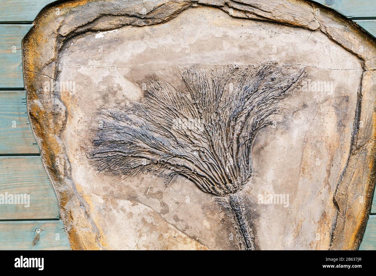 Ancient Plant Fossils