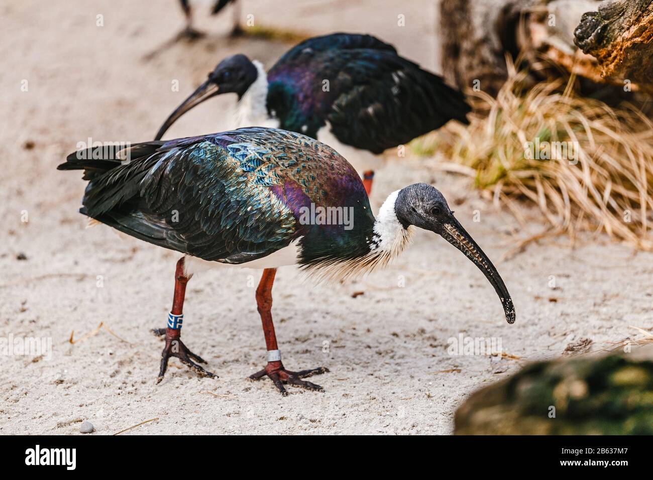Straw necked Ibis is walking in the aviary in the Prague Zoo Stock ...