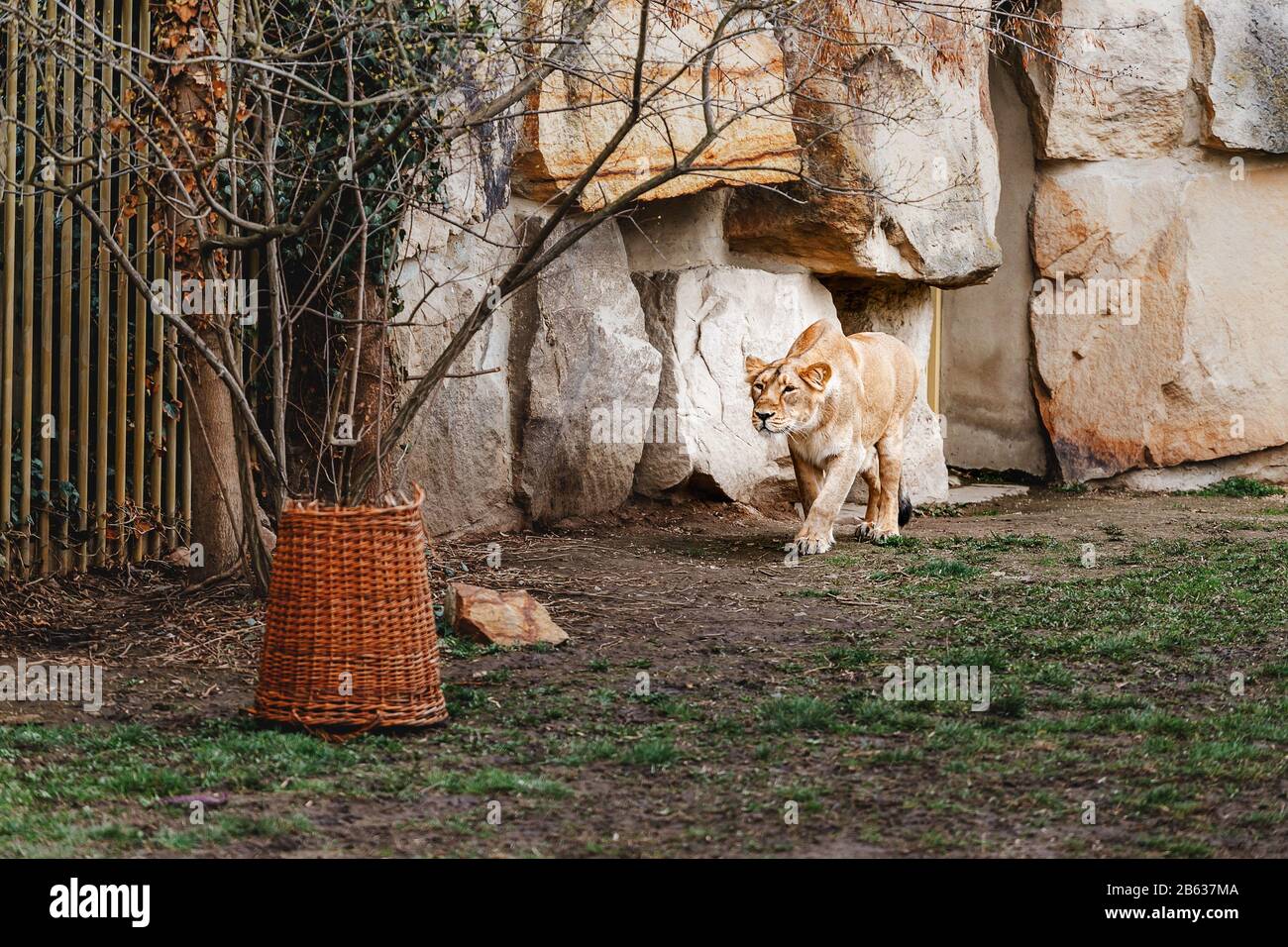 Lion sneaking hi-res stock photography and images - Alamy