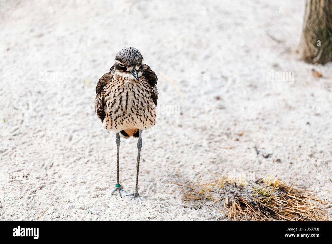 Ridiculous Look High Resolution Stock Photography and Images - Alamy