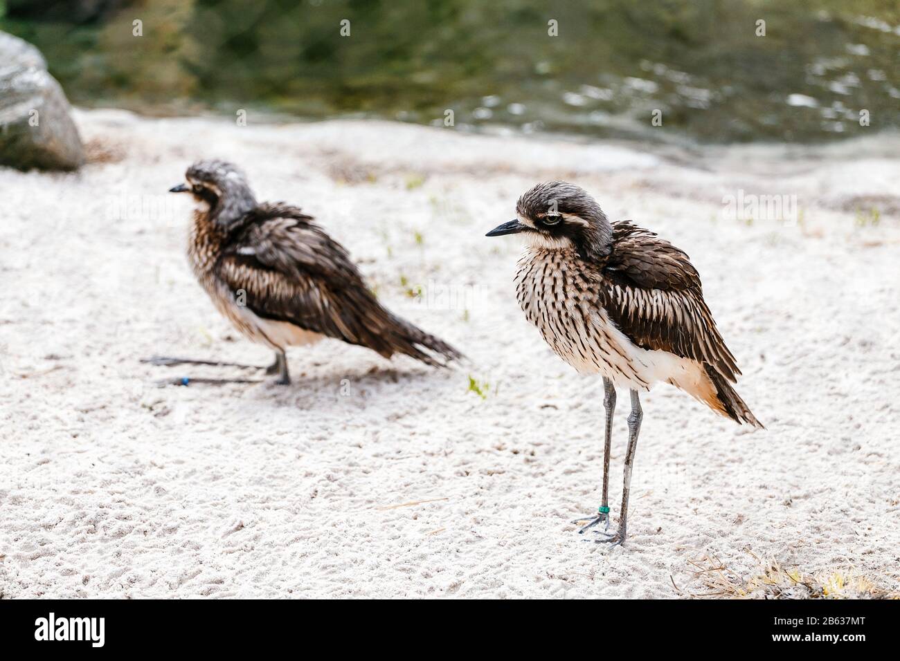 Small rare water birds with funny long legs and ridiculous stare Stock ...