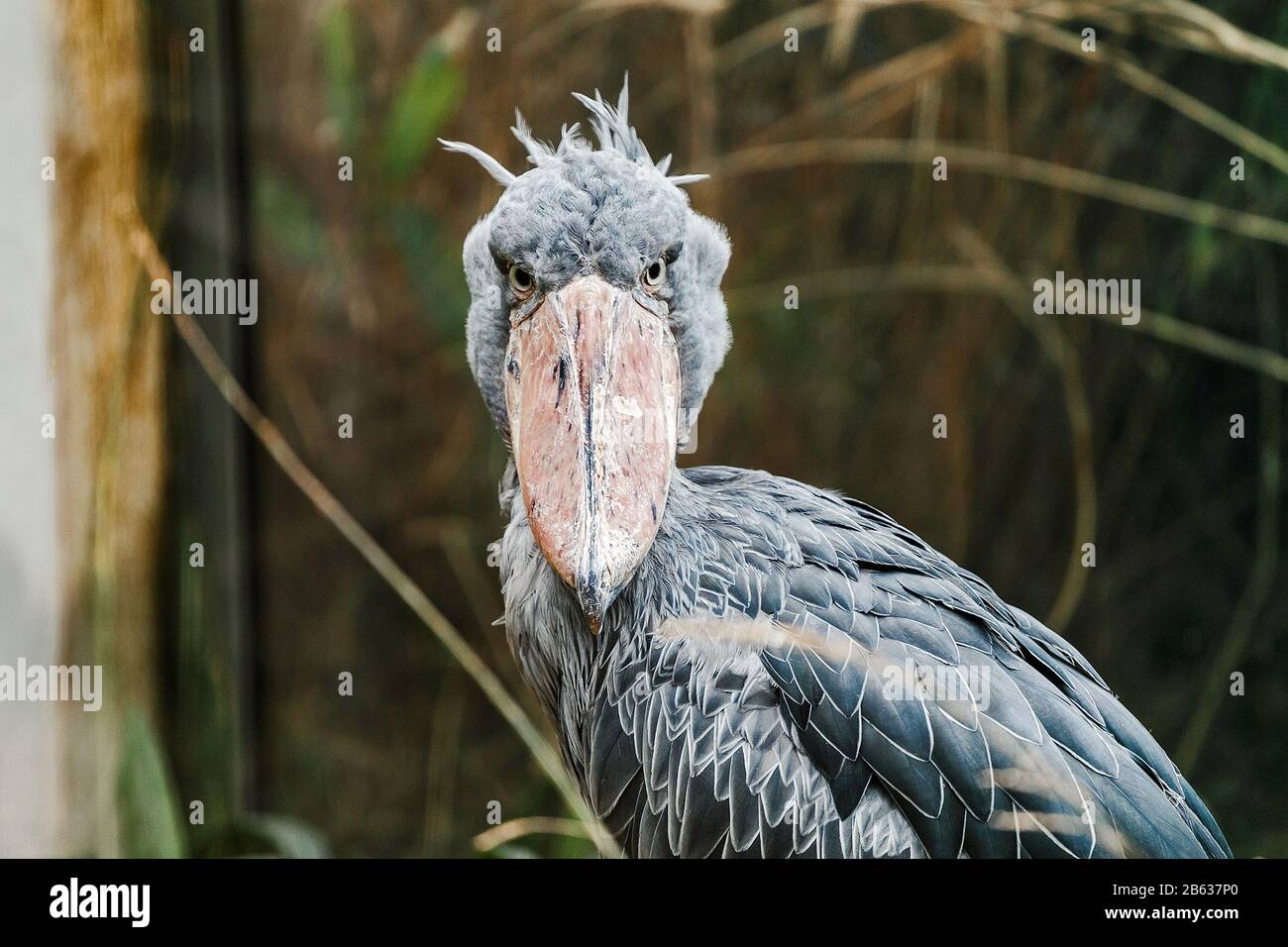 Balaeniceps rex flying hi-res stock photography and images - Alamy