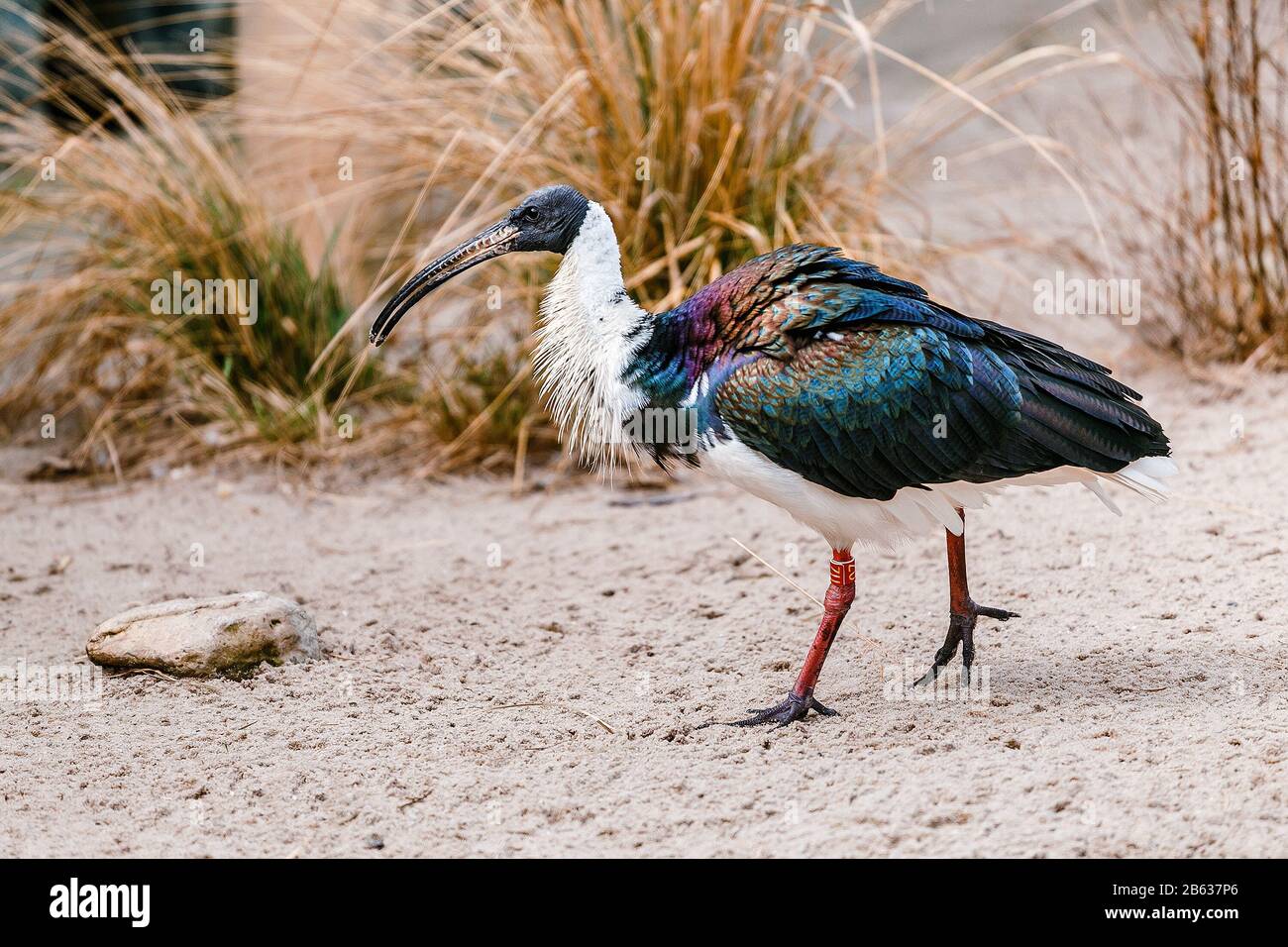 Straw necked Ibis is walking in the aviary in the Prague Zoo Stock ...