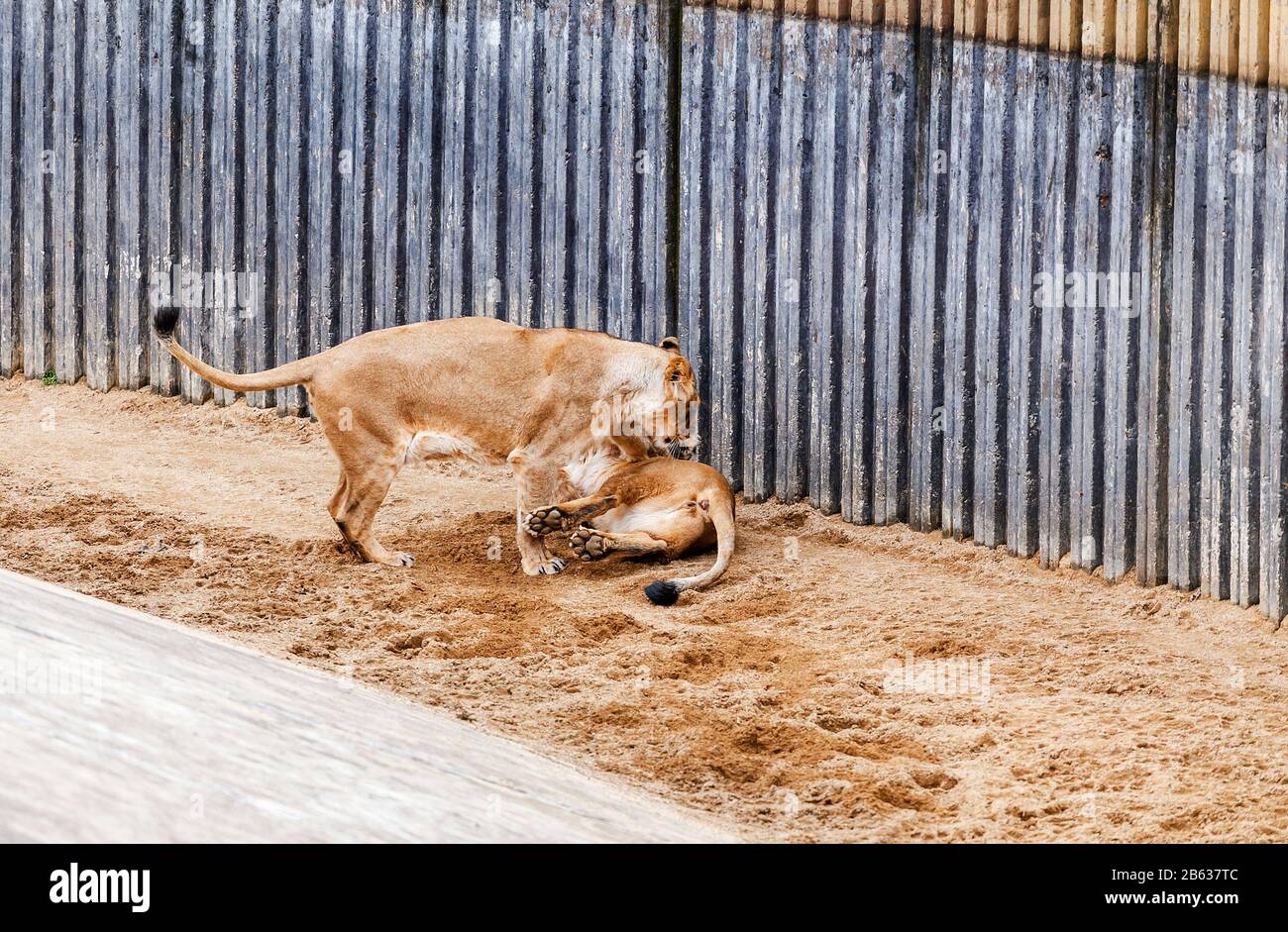 Two lioness playing and fighting in the zoo Stock Photo - Alamy
