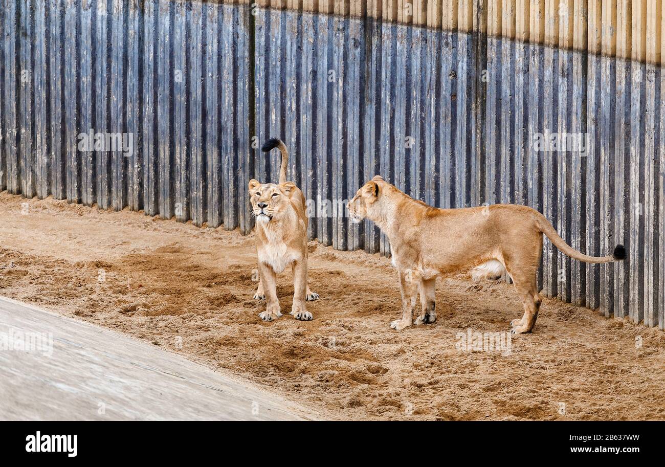 Family friendly pools hi-res stock photography and images - Alamy
