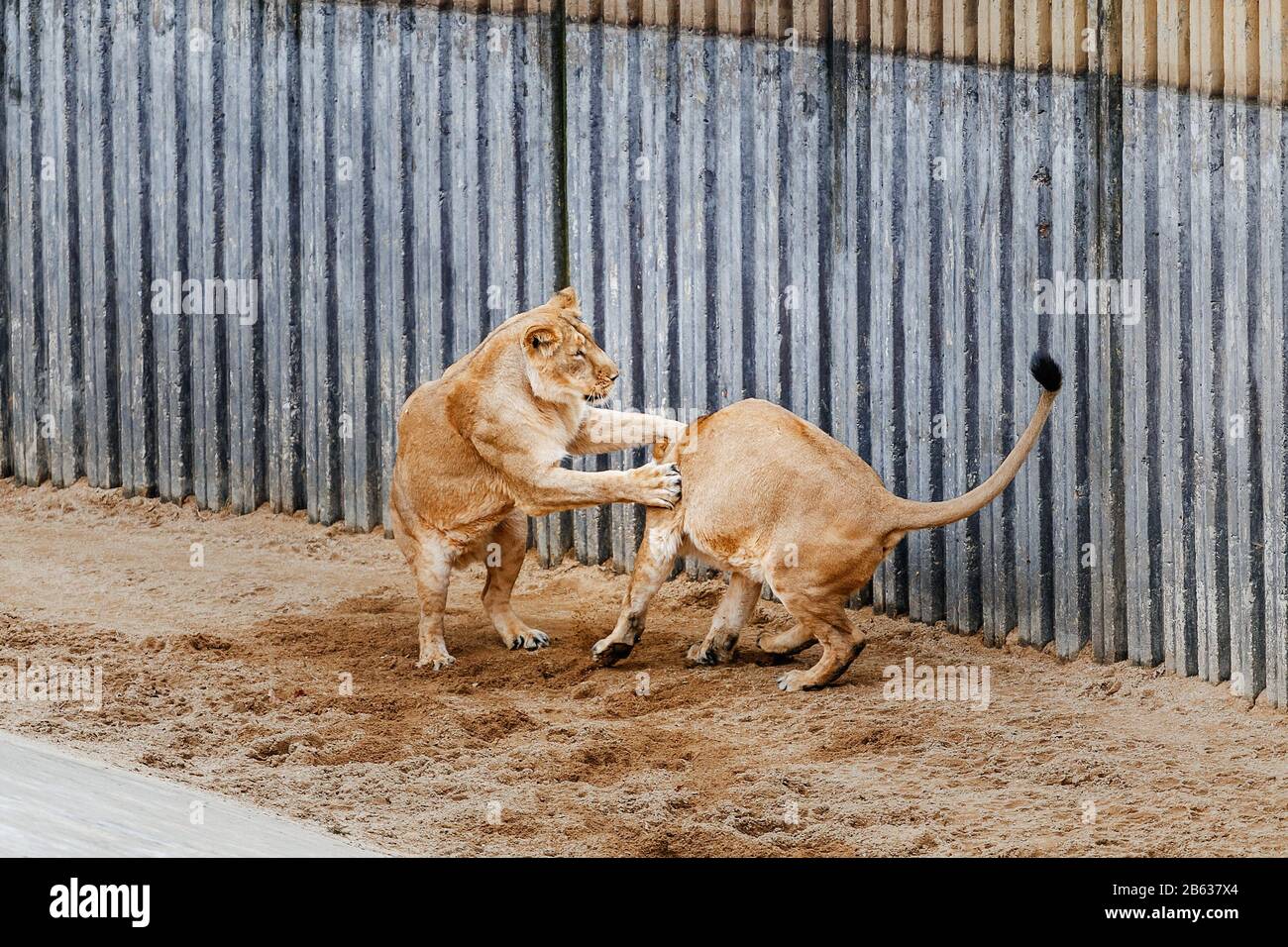 Two lioness playing and fighting in the zoo Stock Photo - Alamy
