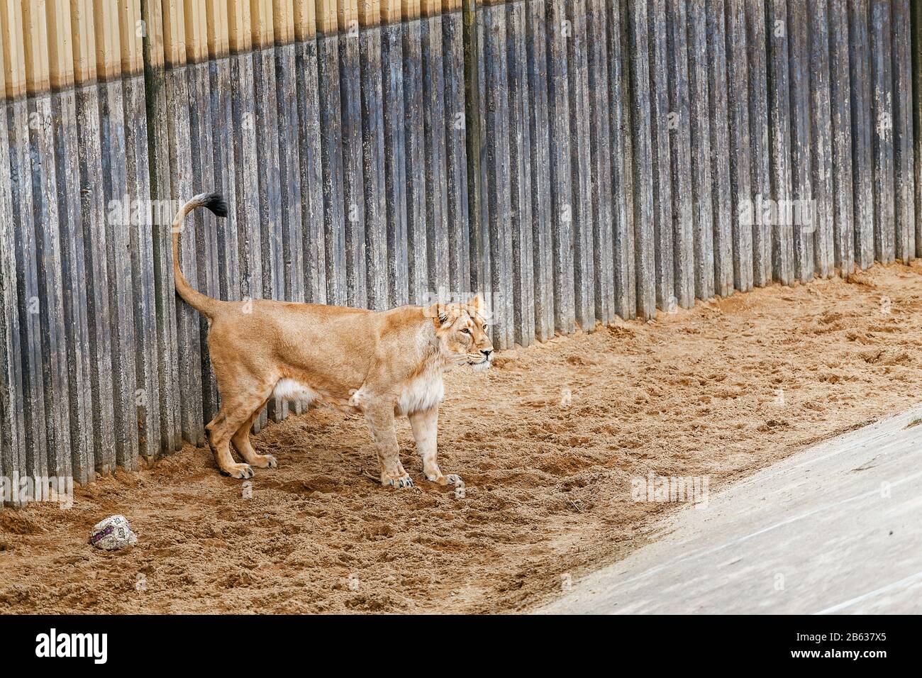 One alone lioness in a zoo Stock Photo - Alamy
