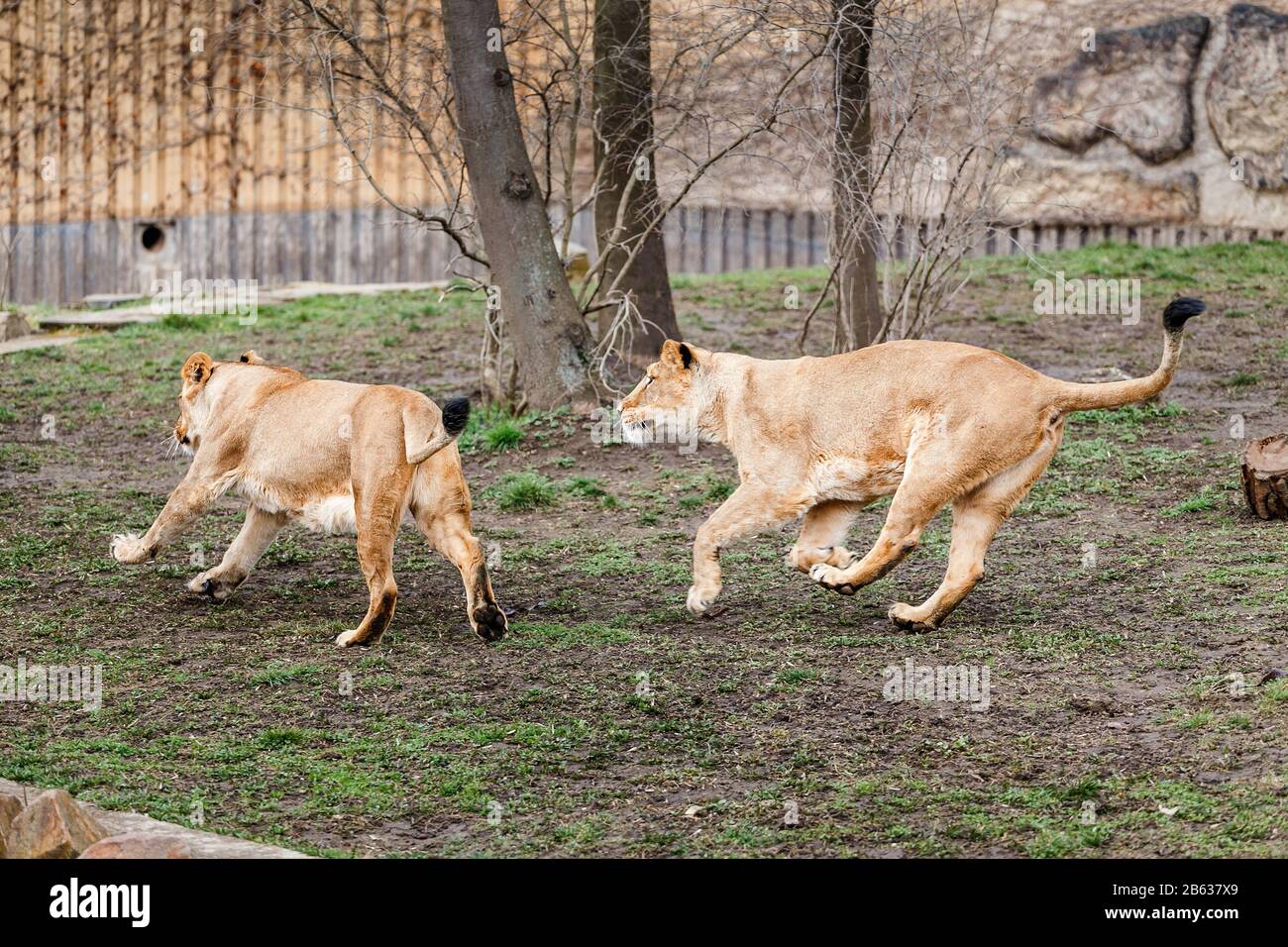 Two lioness playing and fighting in the zoo Stock Photo - Alamy