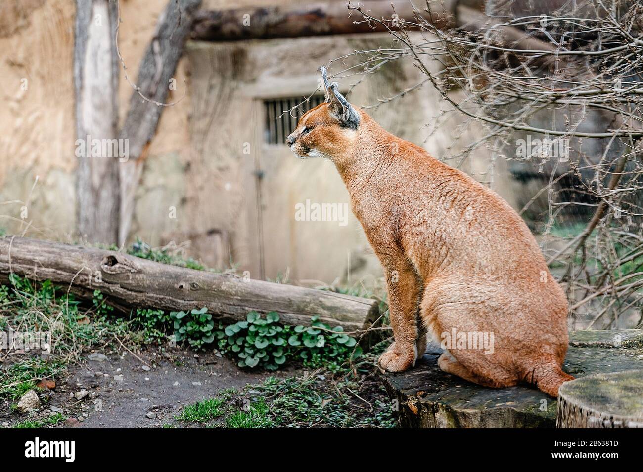 Caracal zoo hi-res stock photography and images - Alamy
