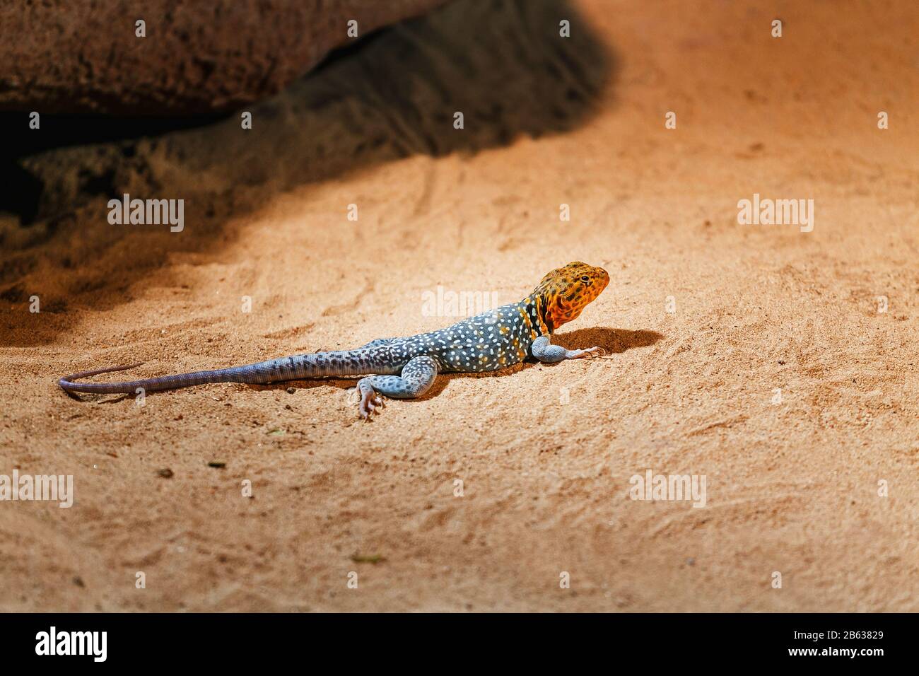 Rare Desert lizard in the terrarium in zoo Stock Photo - Alamy