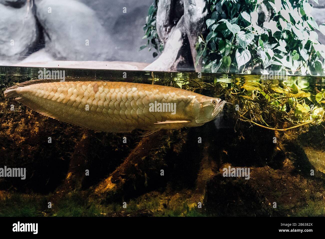 A large rare predator fish living in jungle river Stock Photo - Alamy