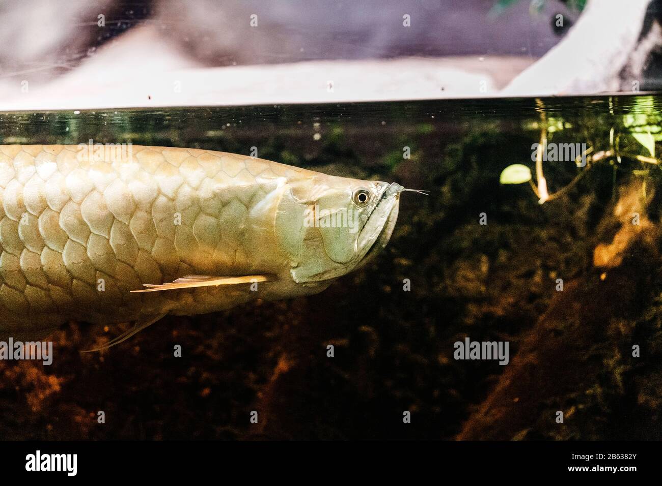 A large rare predator fish living in jungle river Stock Photo - Alamy