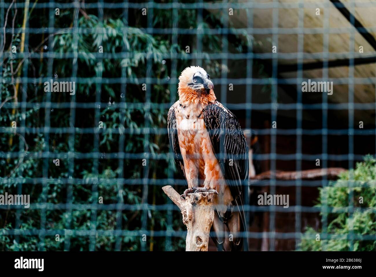 bearded eagle in a cage Stock Photo - Alamy