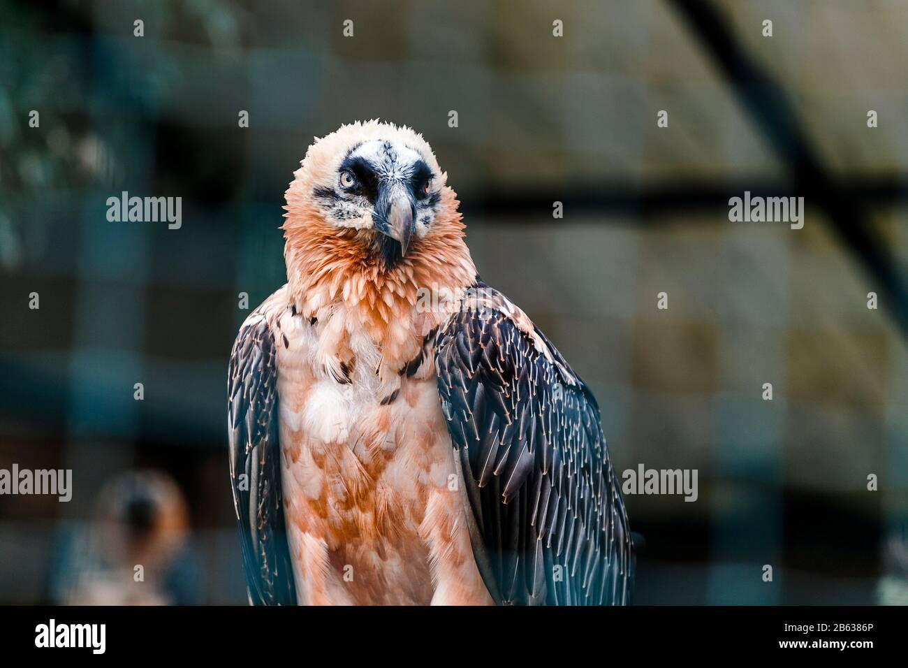 bearded eagle in a cage Stock Photo - Alamy