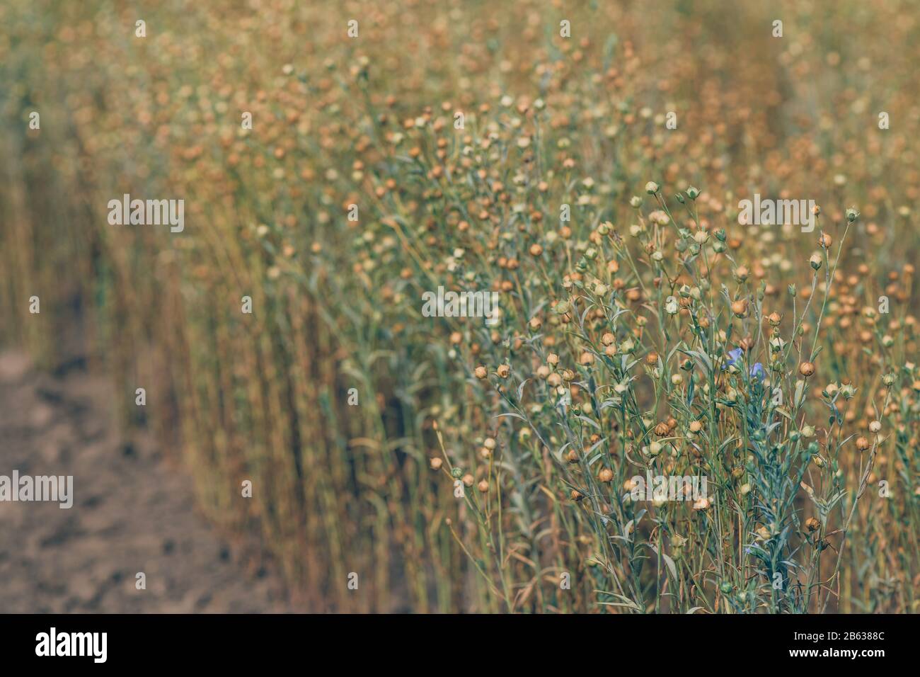 Linseed crop hi-res stock photography and images - Alamy