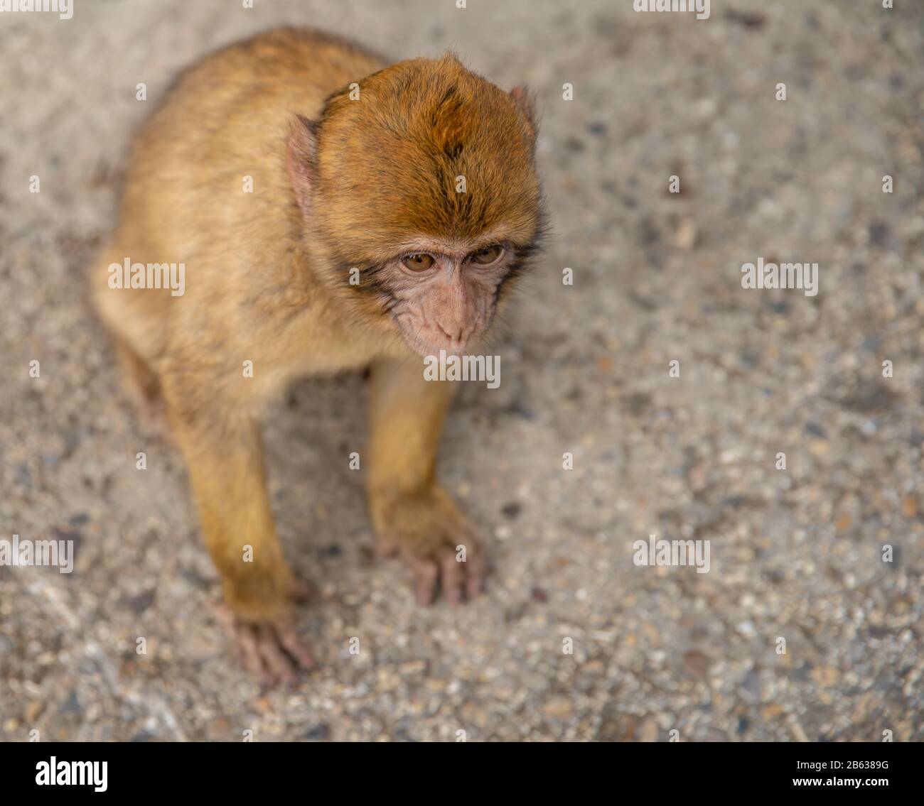 monkey young on the asphalt road, attraction for tourists Stock Photo ...