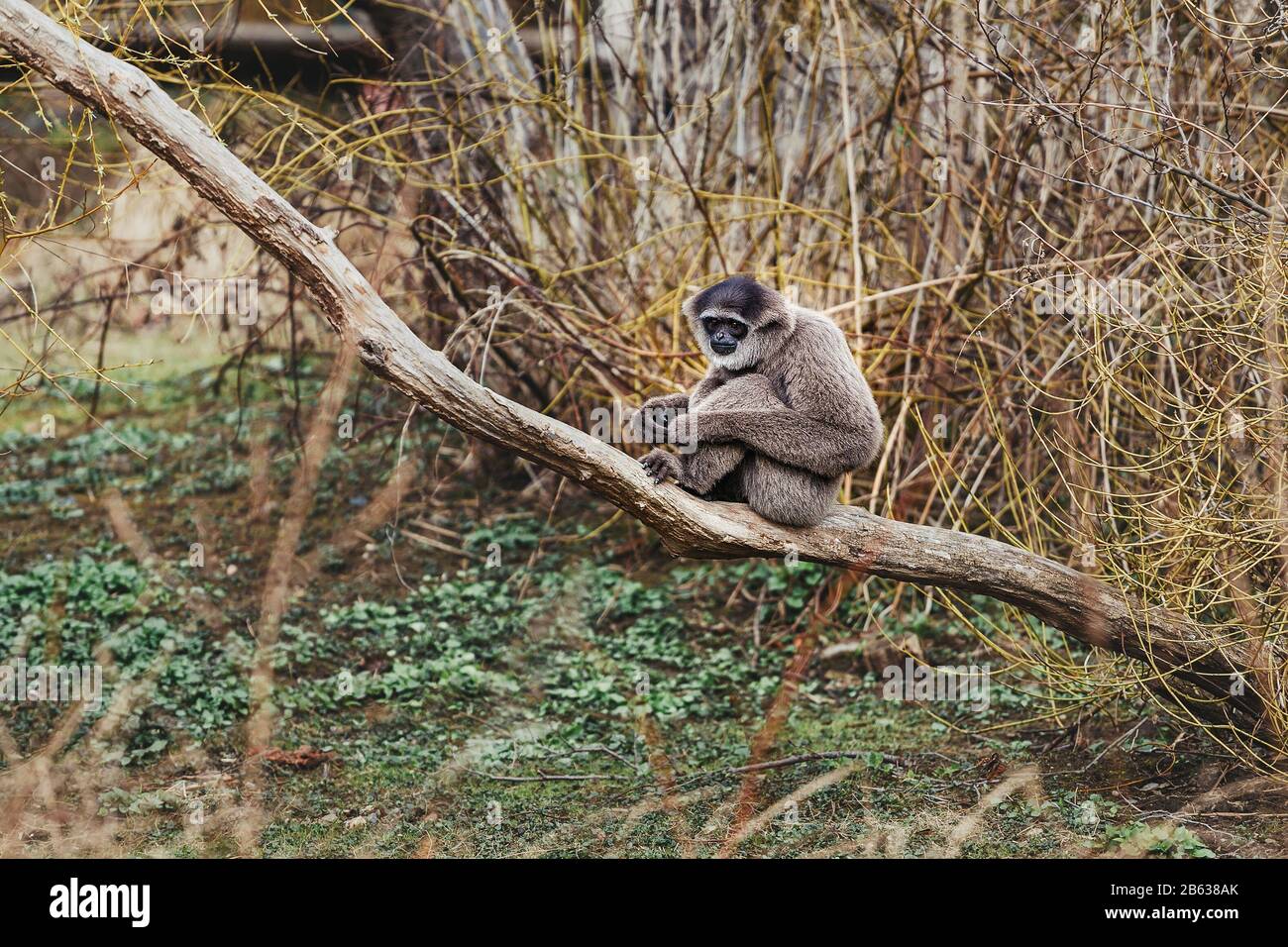 A gray color strange looking gibbon sitting on a tree Stock Photo - Alamy