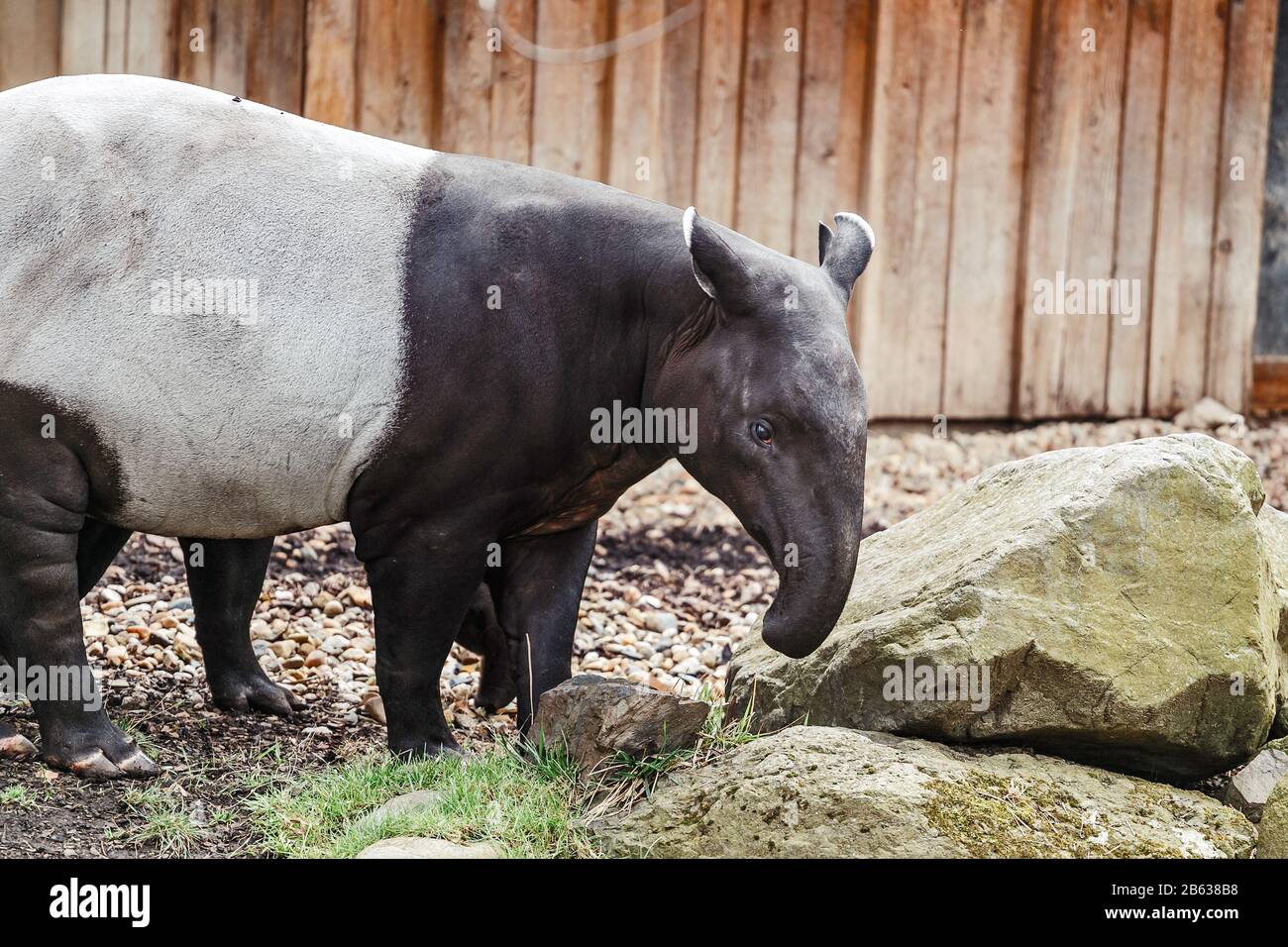 Black and white Tapir or Tapirus indicus endangered species living in ...
